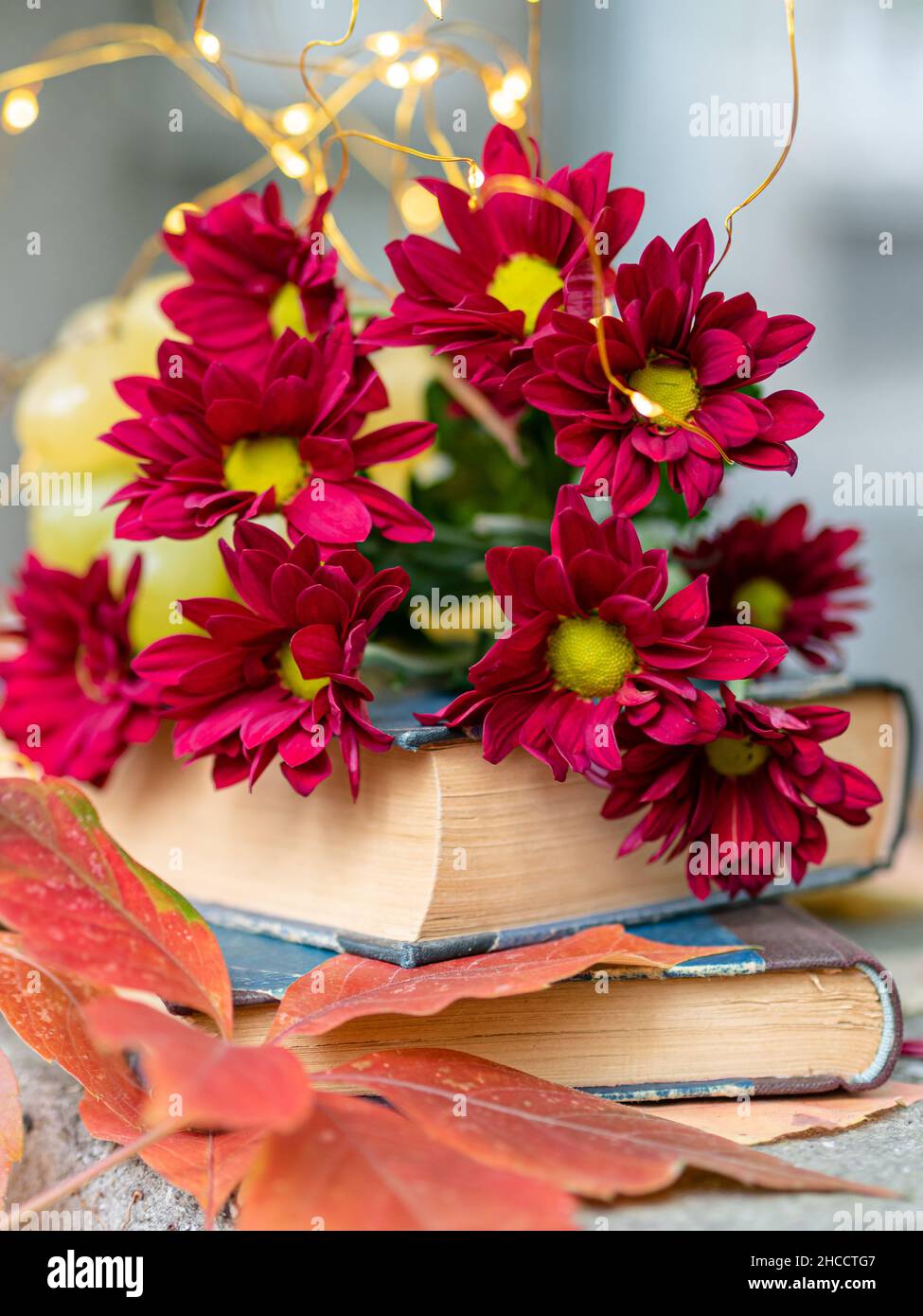 Crisantemo bordeaux immagini e fotografie stock ad alta risoluzione - Alamy