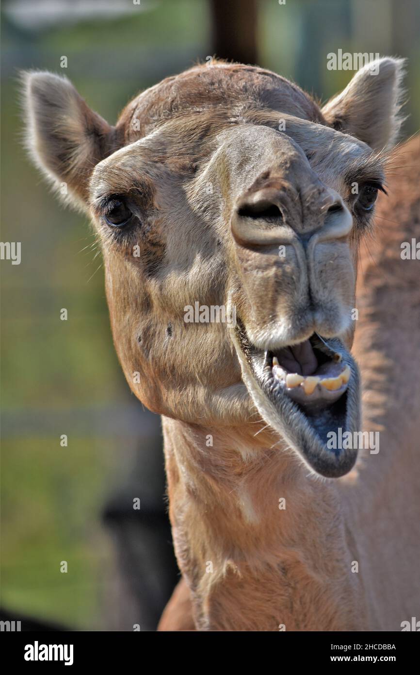 Zoccolo cammello immagini e fotografie stock ad alta risoluzione - Alamy