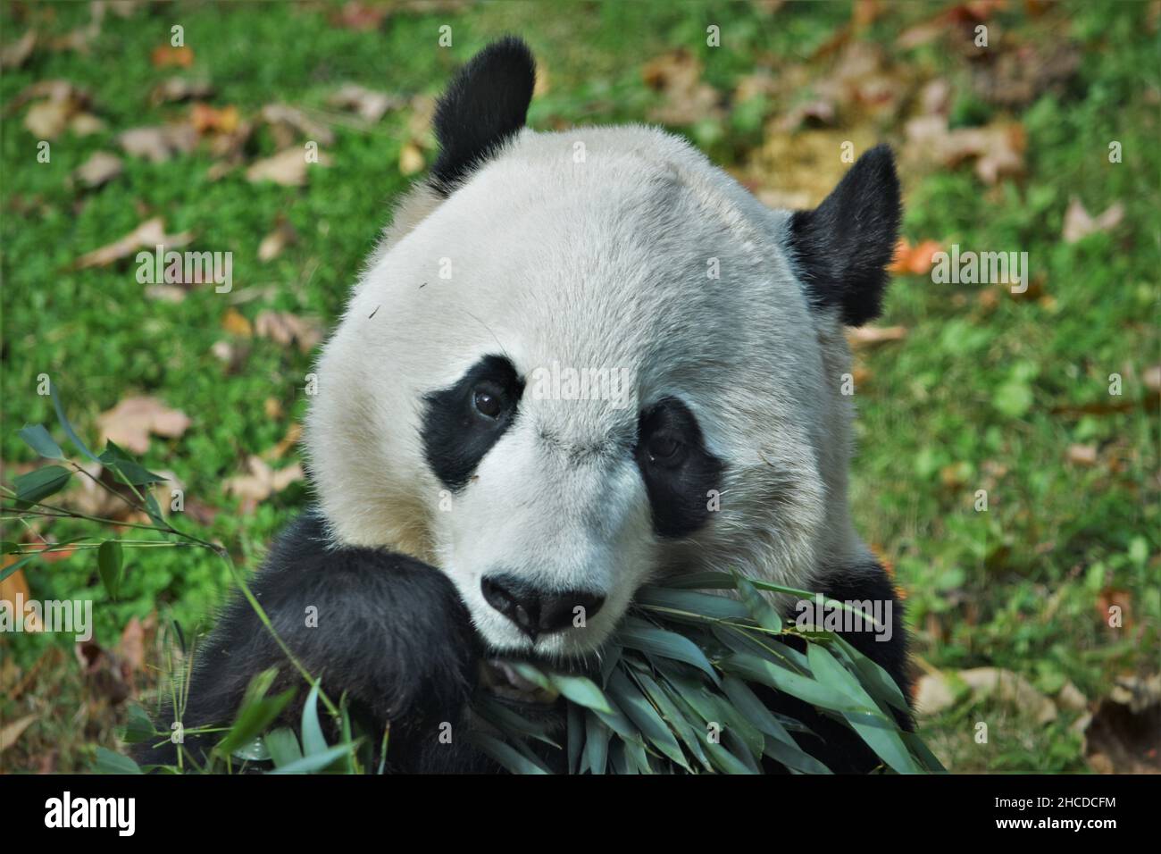 Faccia da panda immagini e fotografie stock ad alta risoluzione - Alamy