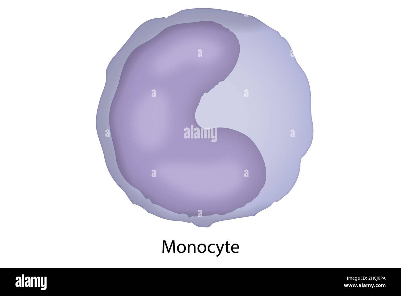 Cellula mieloide immagini e fotografie stock ad alta risoluzione - Alamy