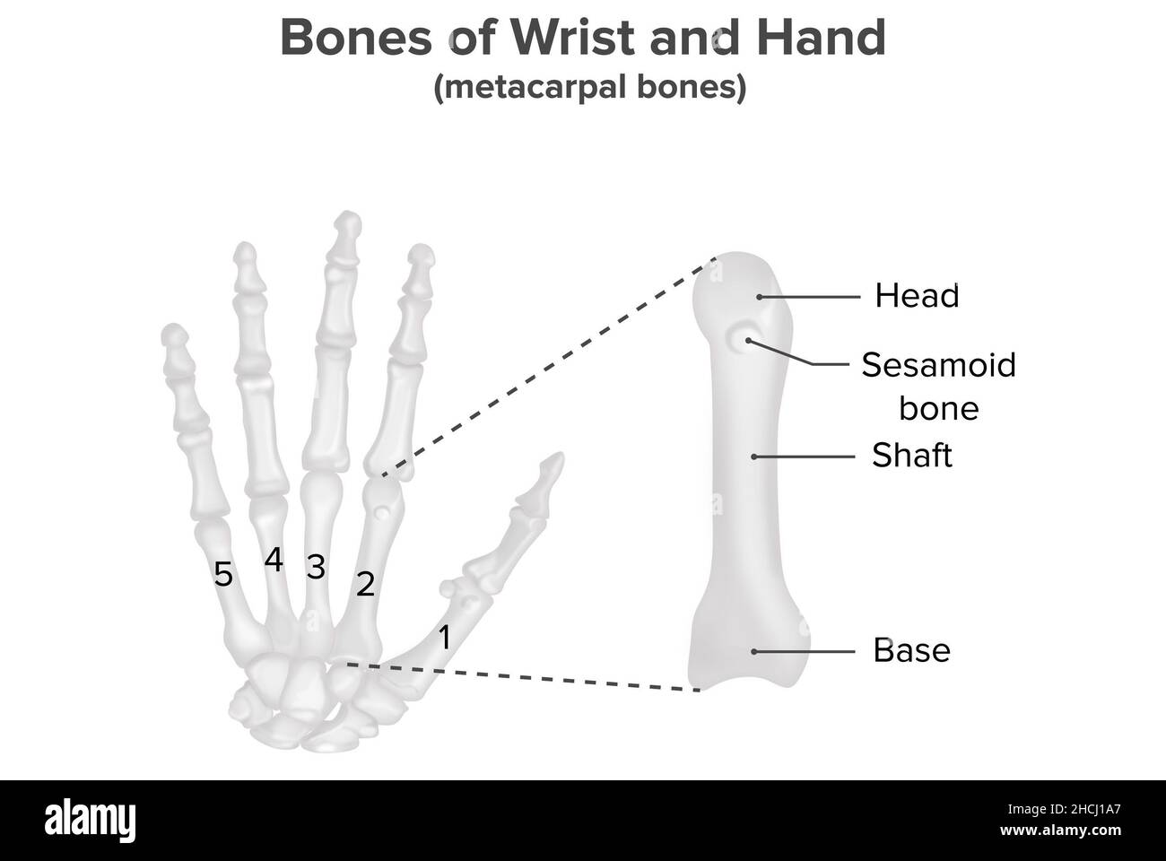 Anatomia dell'osso della clavicola immagini e fotografie stock ad alta ...