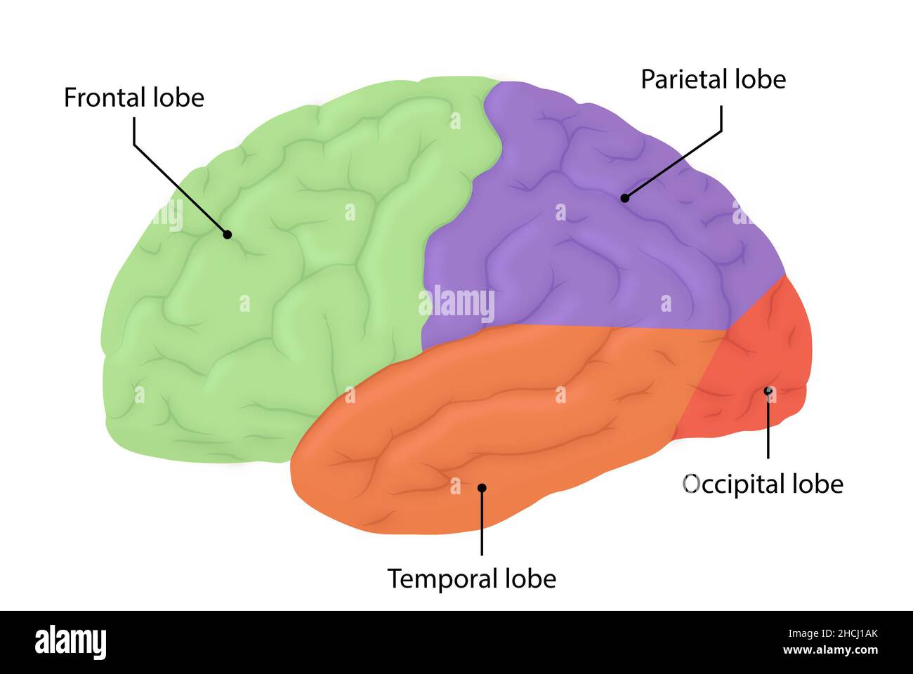 Lobi occipitali temporali parietali immagini e fotografie stock ad alta ...
