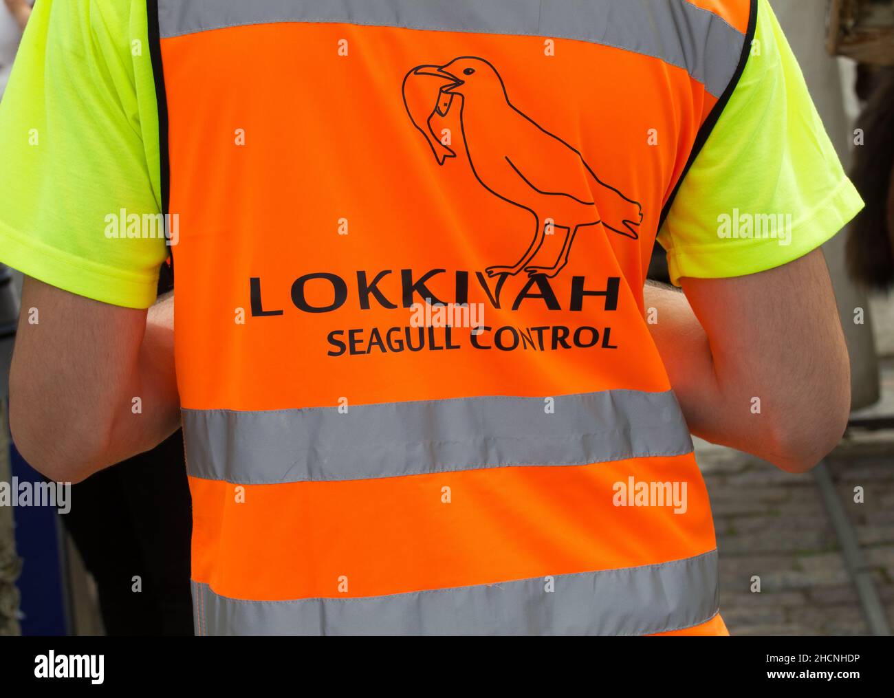 Seagull pests immagini e fotografie stock ad alta risoluzione - Alamy