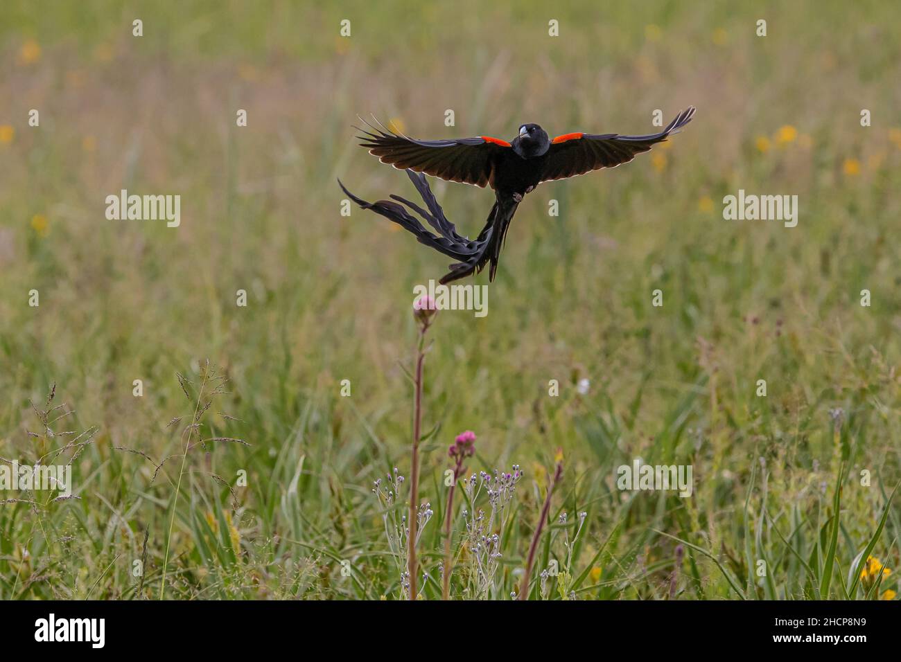 Coda lunga di uccello immagini e fotografie stock ad alta risoluzione ...