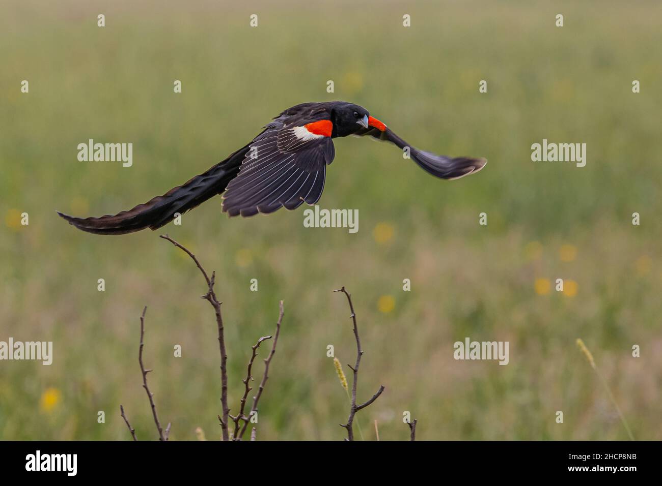 Coda lunga di uccello immagini e fotografie stock ad alta risoluzione ...