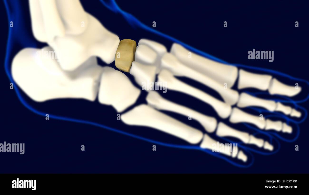Osso del piede navicolare anatomia dello scheletro umano 3D ...