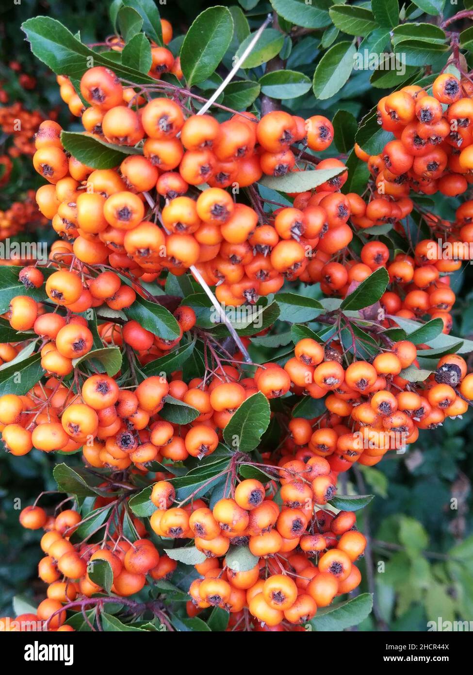 Coltivazione dell'olivello spinoso immagini e fotografie stock ad alta ...