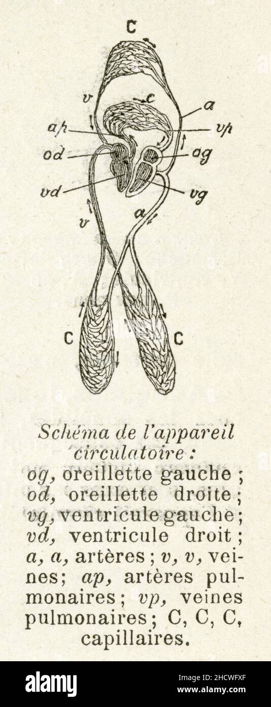 Schéma de l'appareil circulatoire.og,oreillette gauche.od,oreillette ...
