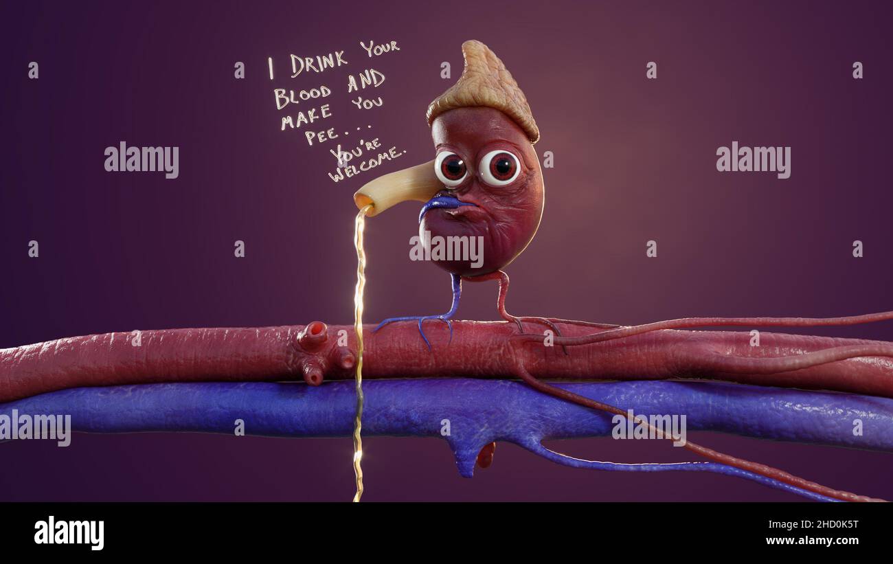 Grafico educativo umoristico 3D con Kurt il rene, con rene, arteria ...