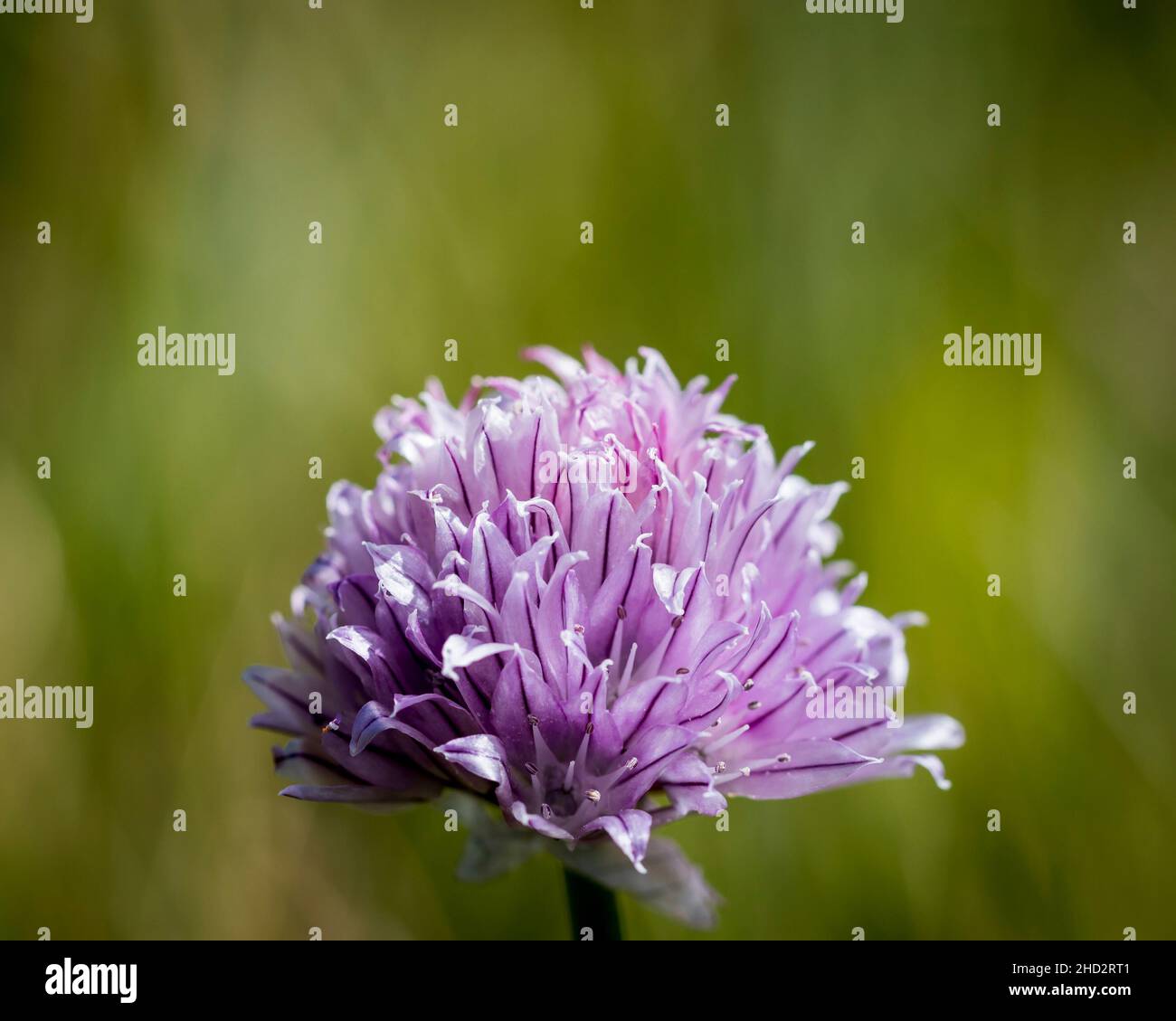 Cipolla selvatica immagini e fotografie stock ad alta risoluzione - Alamy