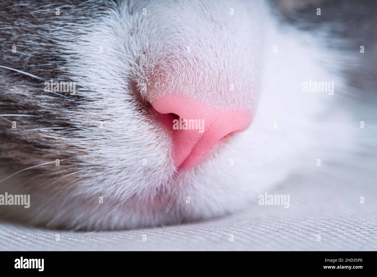 Gatto rosa immagini e fotografie stock ad alta risoluzione - Alamy
