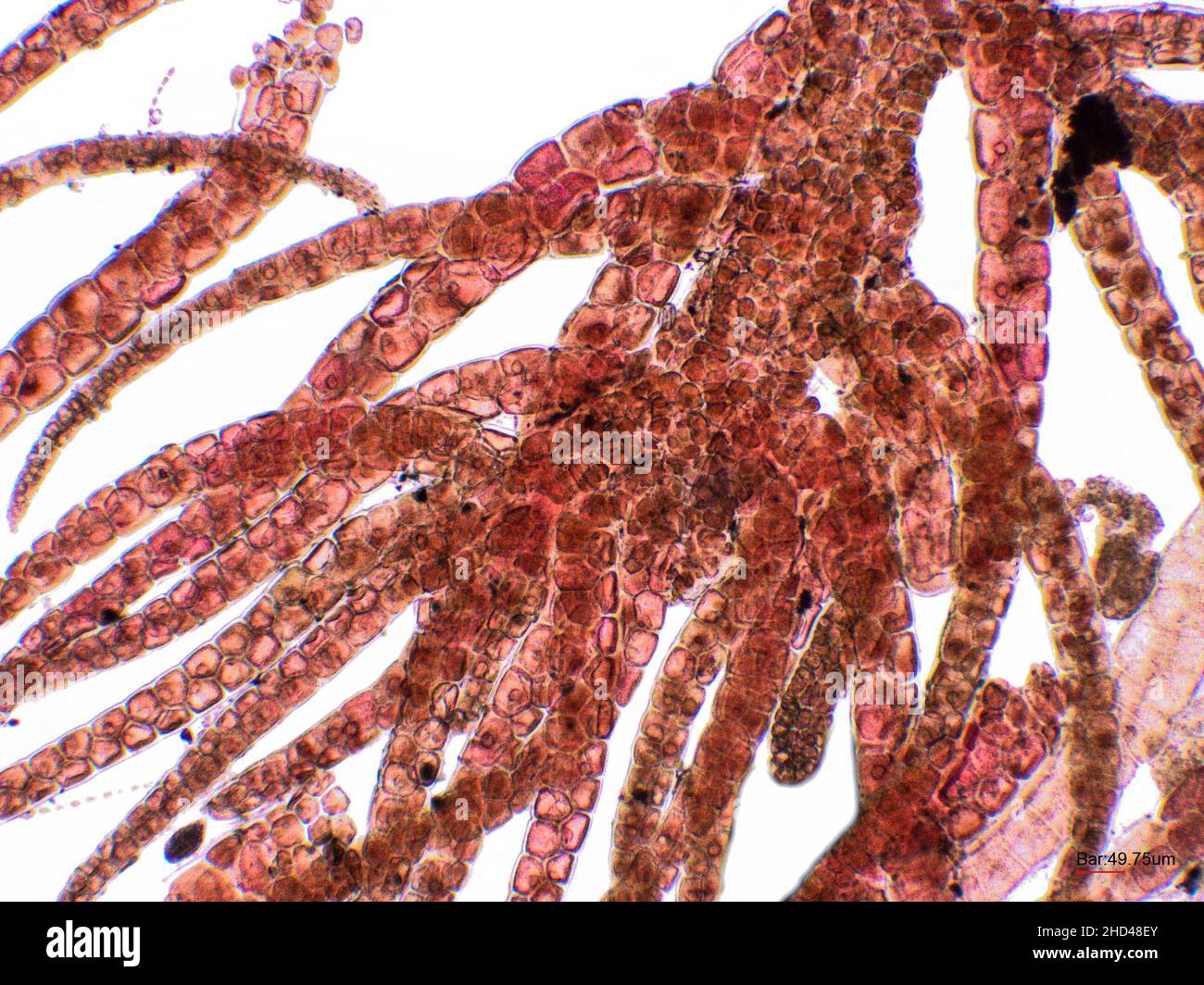 Acquario Microscopico Immagini e Fotos Stock - Alamy