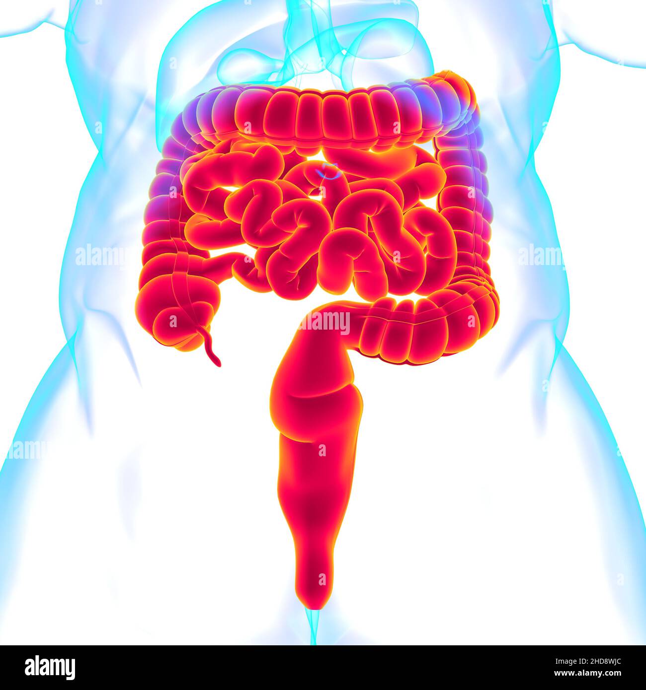 Illustrazione 3D dell'intestino tenue e dell'intestino tenue Anatomia ...