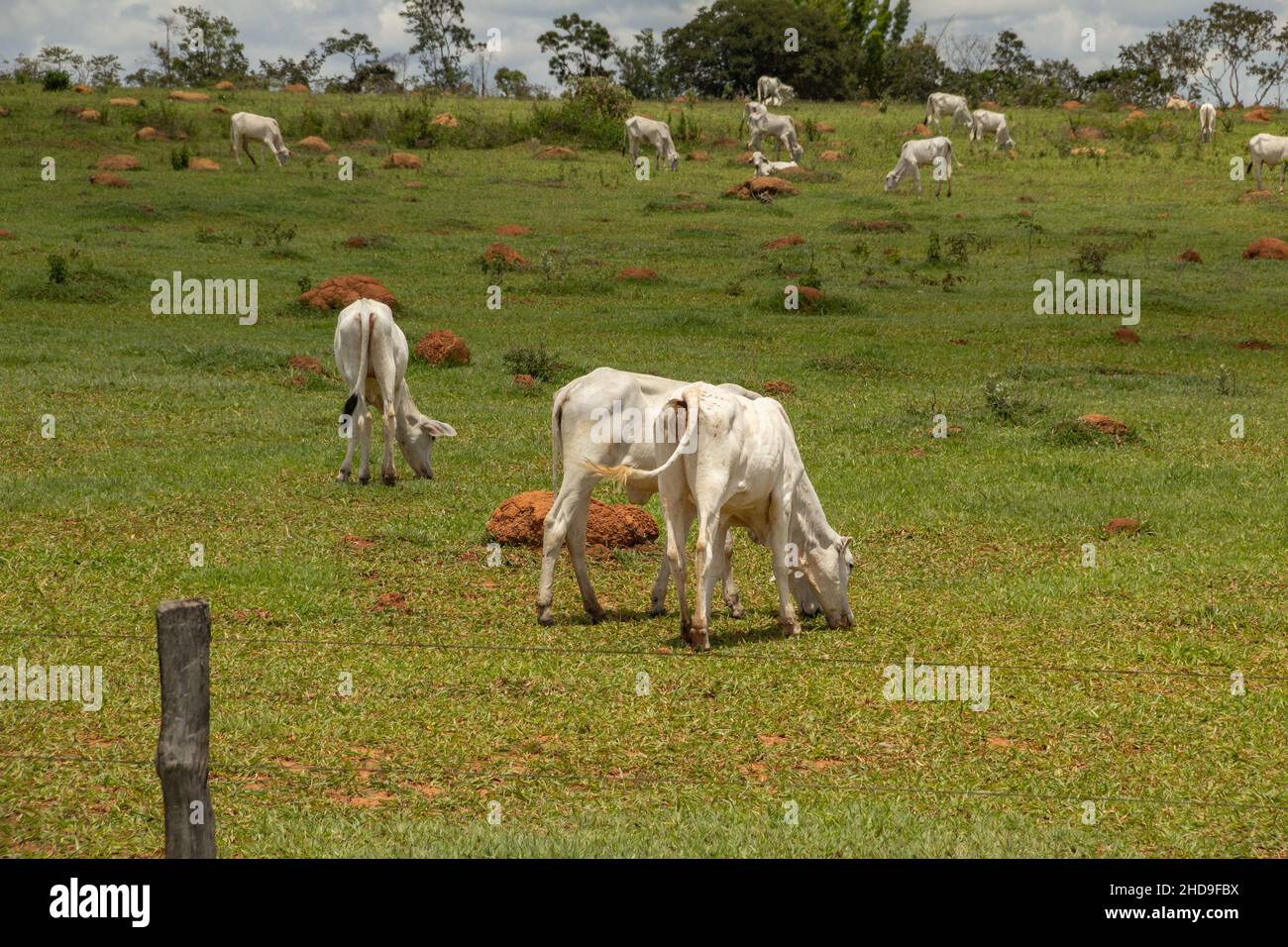Mucche magre immagini e fotografie stock ad alta risoluzione - Alamy
