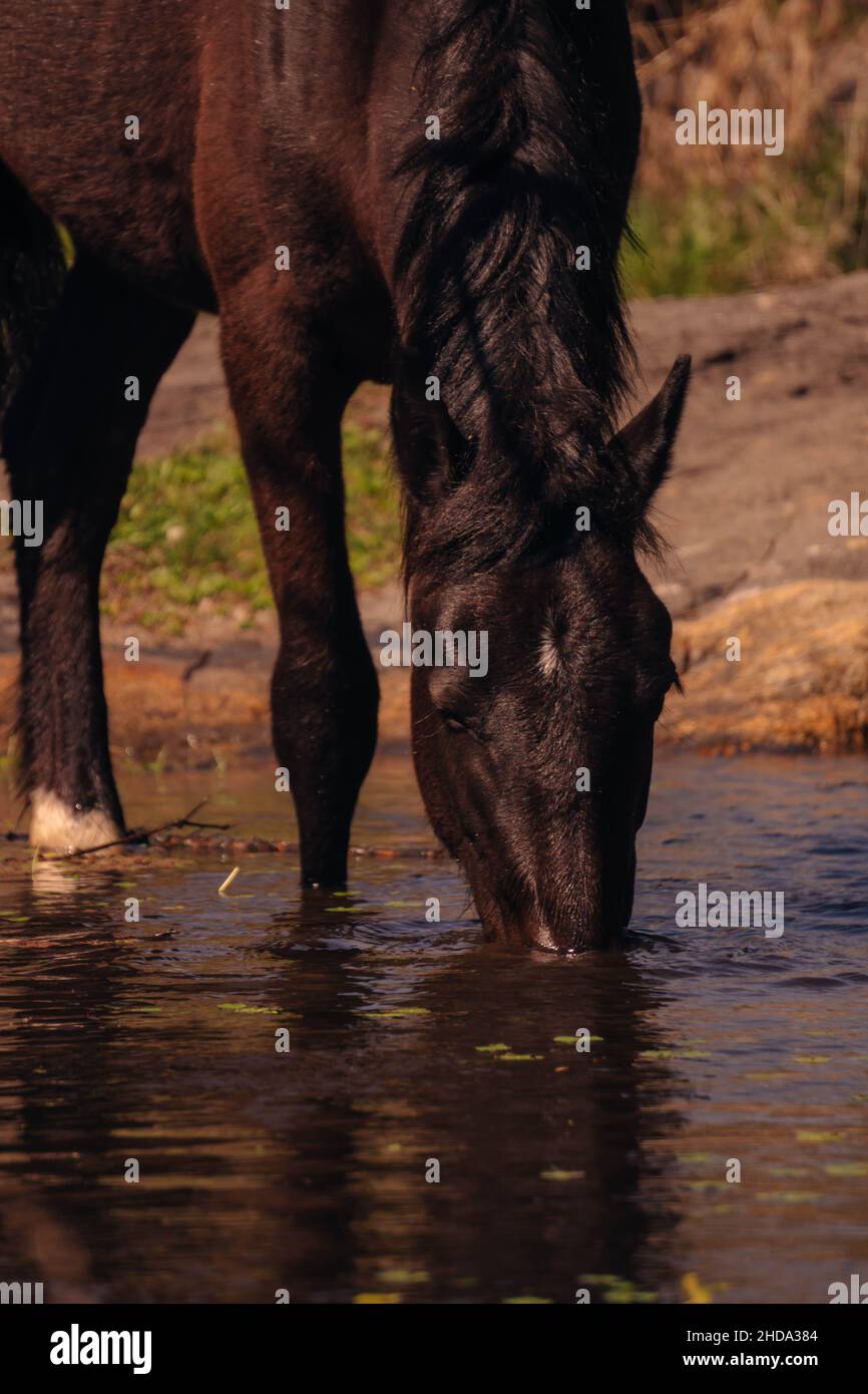 Colpo verticale di un cavallo che beve immagini e fotografie stock ad ...