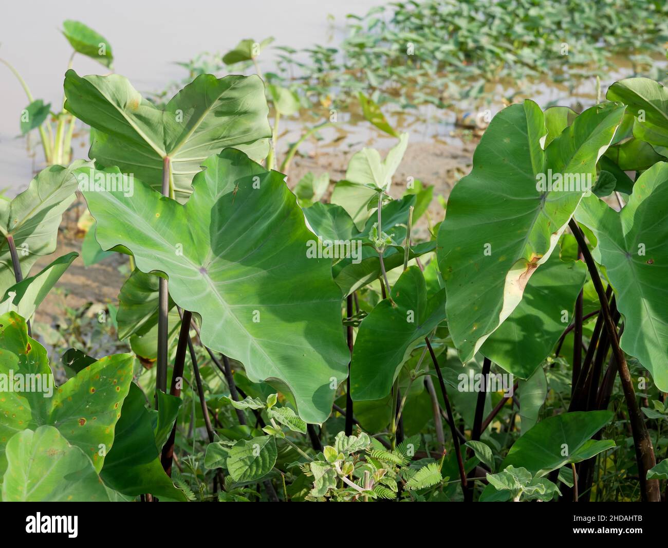 Fiume taro immagini e fotografie stock ad alta risoluzione - Alamy