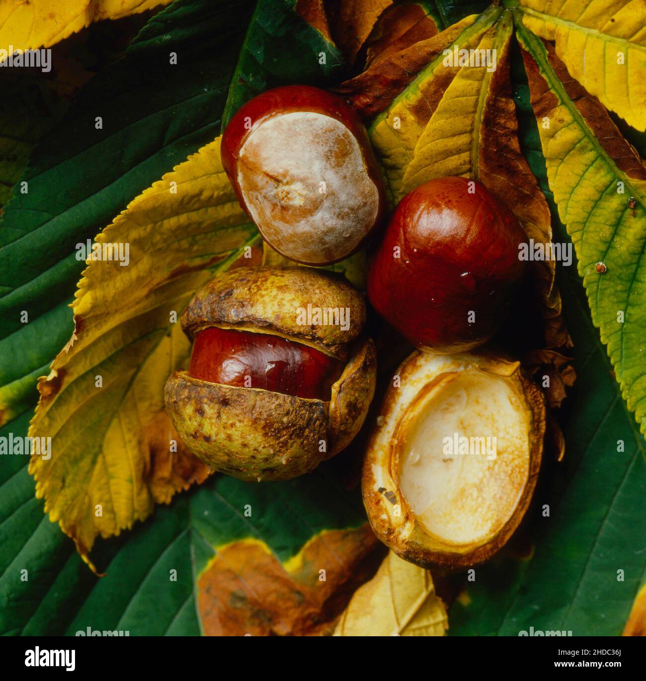 Castagne in autunno, castagne a cavallo, castagne in autunno, castagne ...