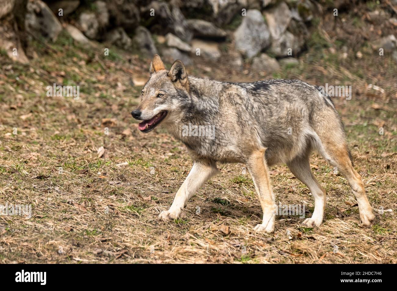 Lupo italiano immagini e fotografie stock ad alta risoluzione - Alamy