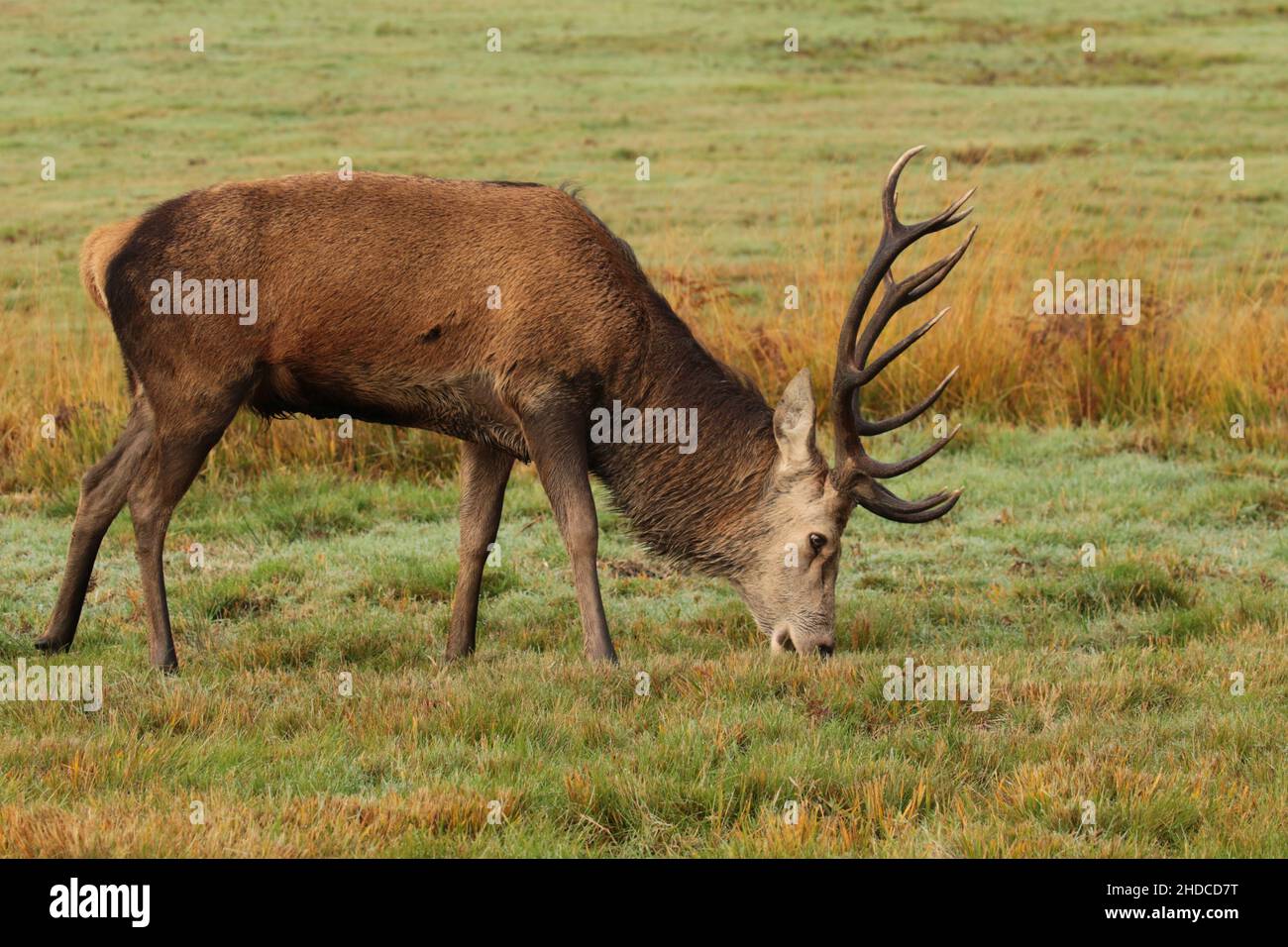 Parchi dei cervi immagini e fotografie stock ad alta risoluzione - Alamy