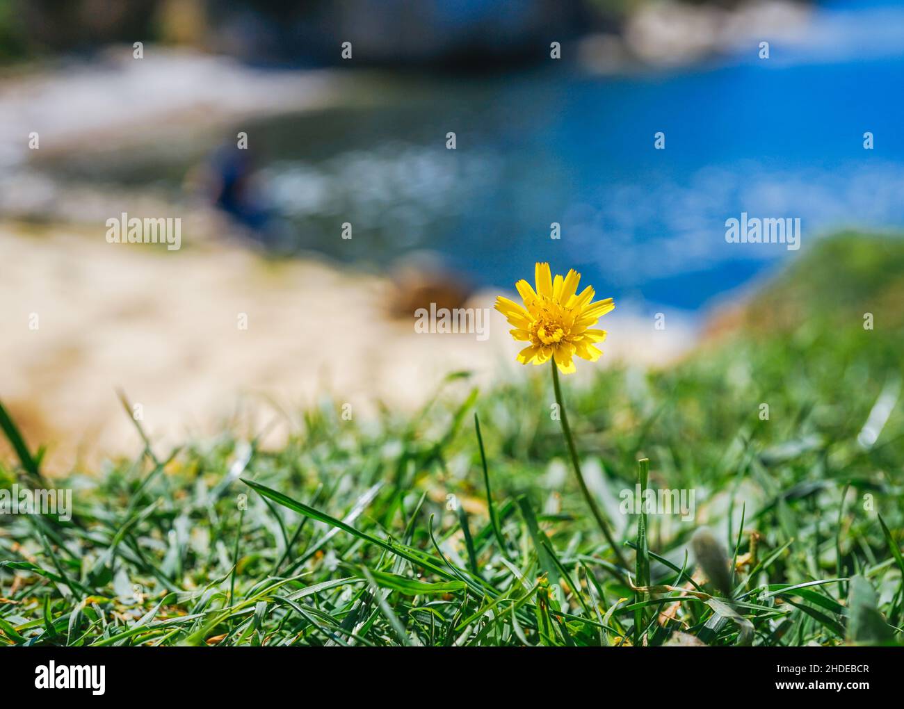 Fiori gialli della spiaggia immagini e fotografie stock ad alta ...