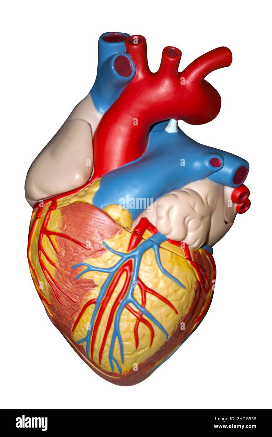 Anatomia dei cuori immagini e fotografie stock ad alta risoluzione - Alamy