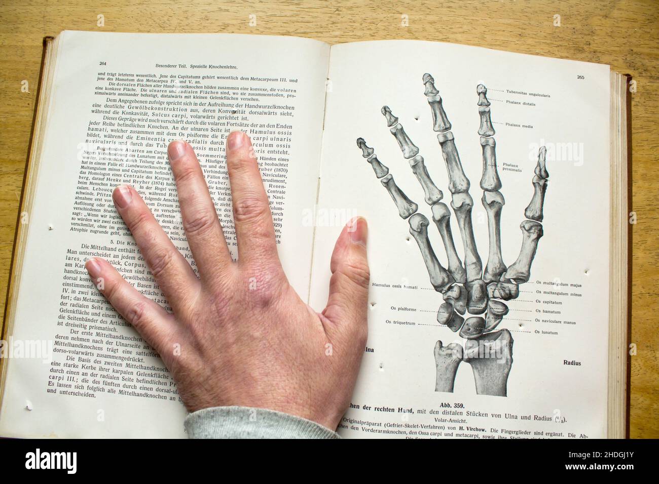 Anatomie anatomy immagini e fotografie stock ad alta risoluzione - Alamy