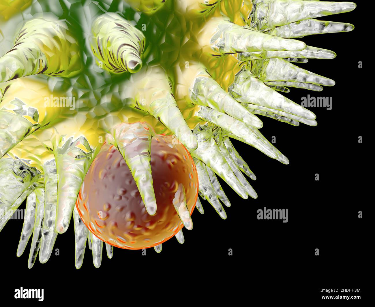 Reazione del sistema immunitario immagini e fotografie stock ad alta ...