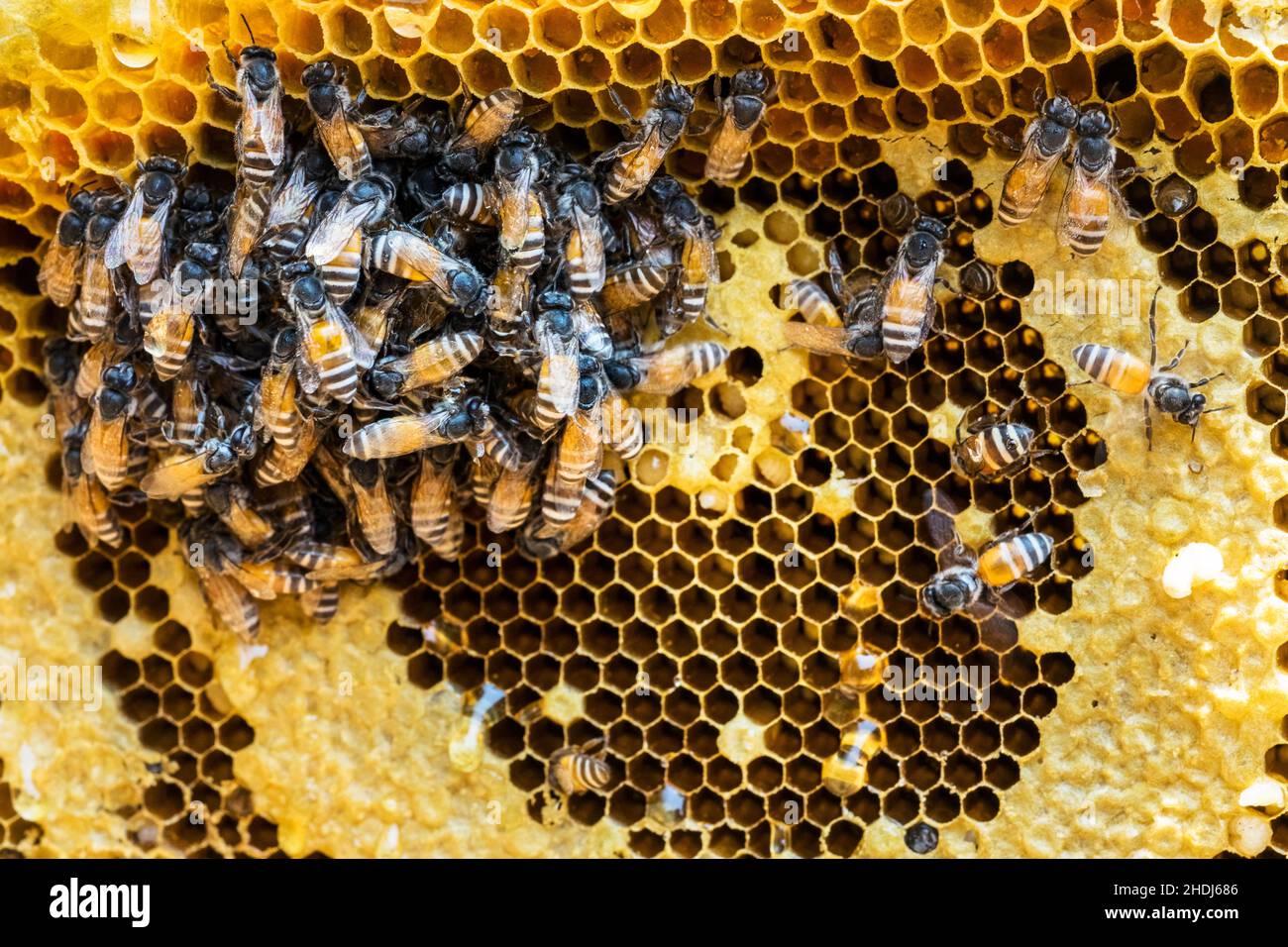 Bee colonies immagini e fotografie stock ad alta risoluzione - Alamy