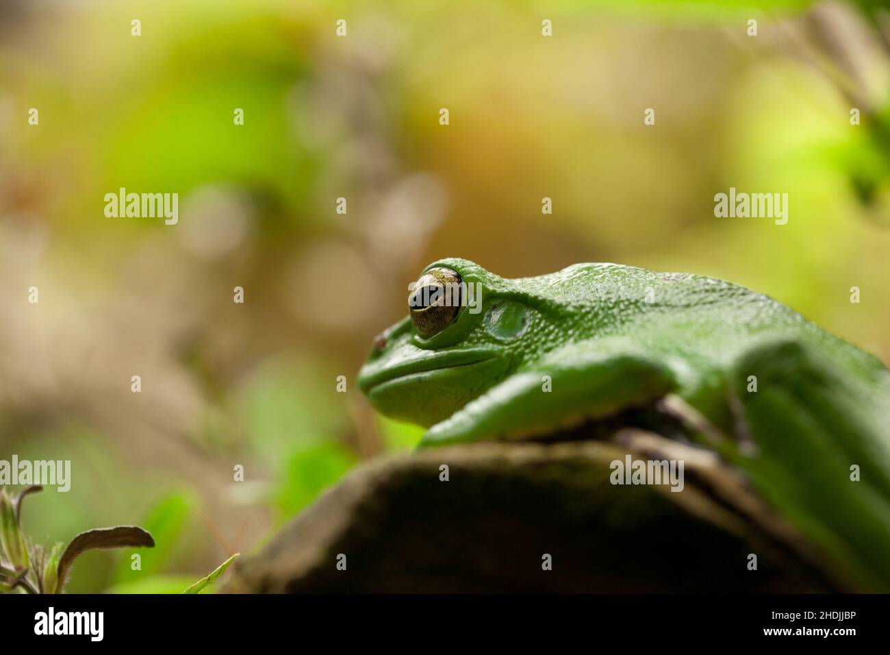 Rana commestibile o verde immagini e fotografie stock ad alta ...