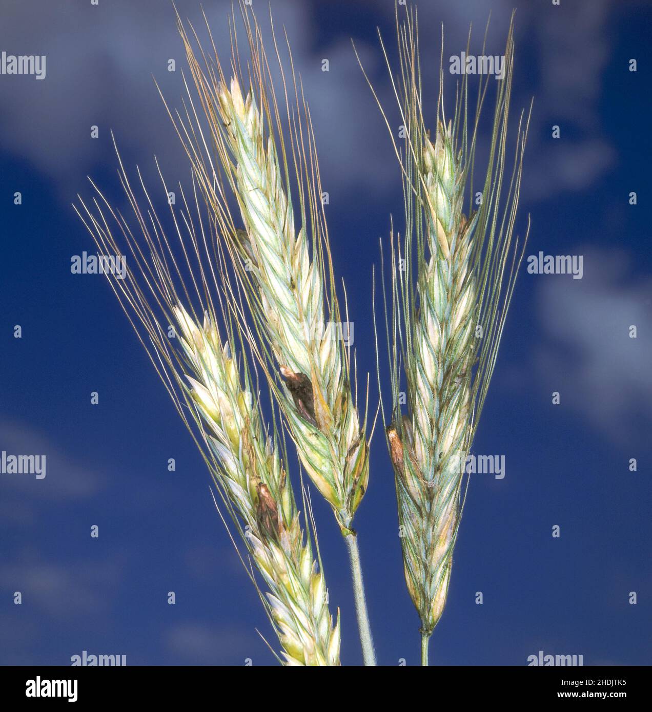 Segale cornuta immagini e fotografie stock ad alta risoluzione - Alamy