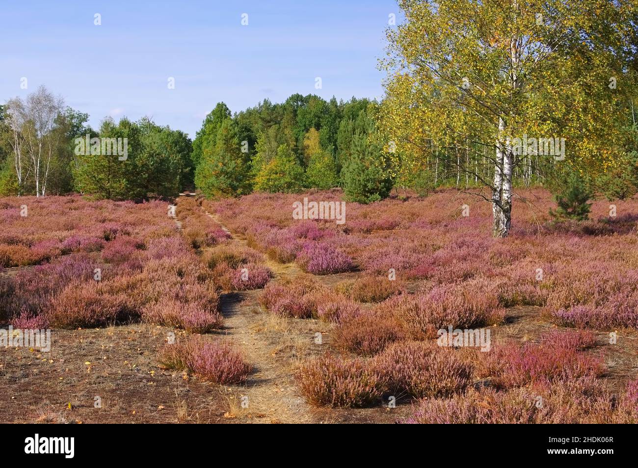 Paesaggi di brughiera immagini e fotografie stock ad alta risoluzione ...