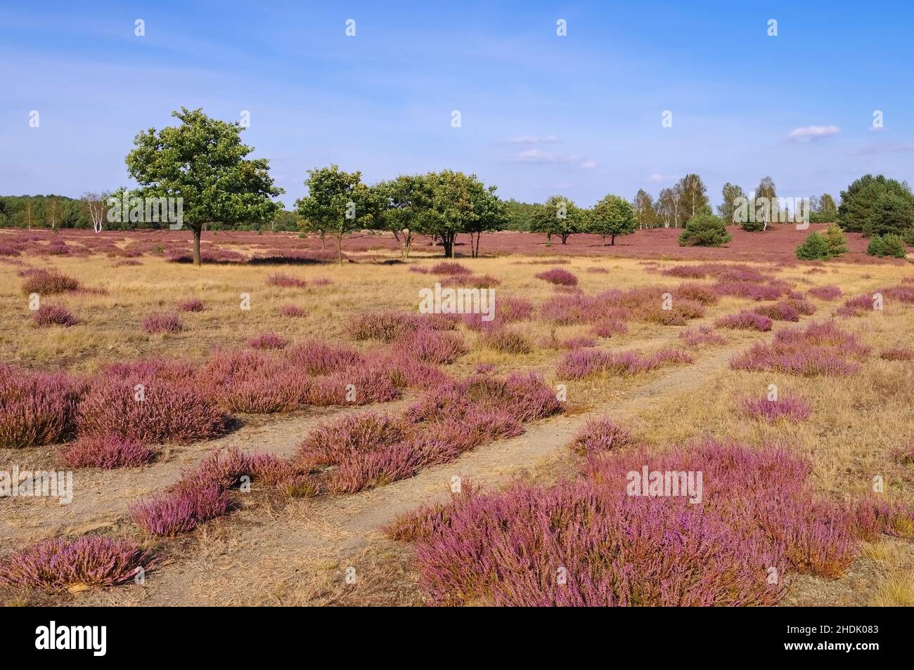 Paesaggi di brughiera immagini e fotografie stock ad alta risoluzione ...