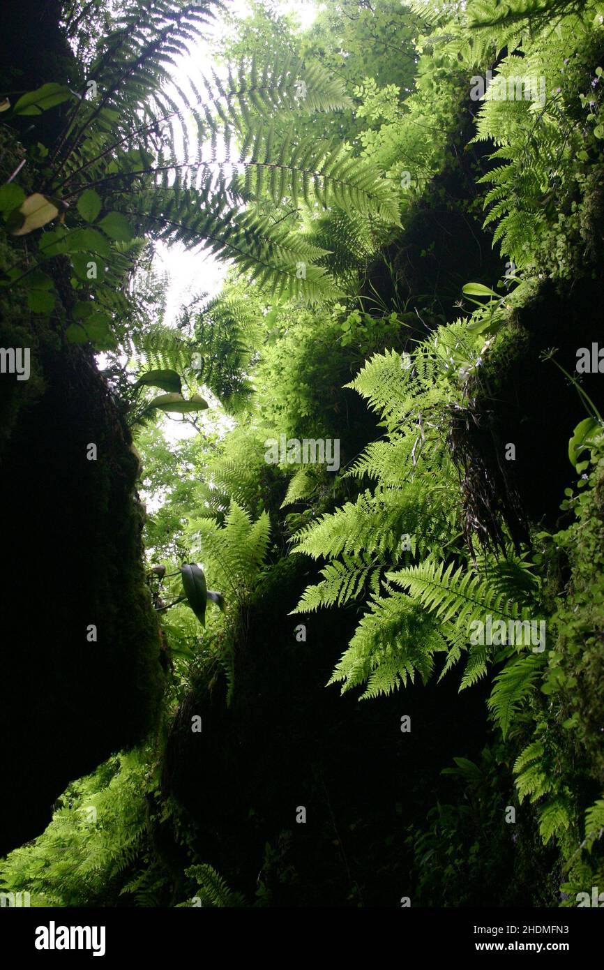 Fuori dal burrone tropicale immagini e fotografie stock ad alta ...