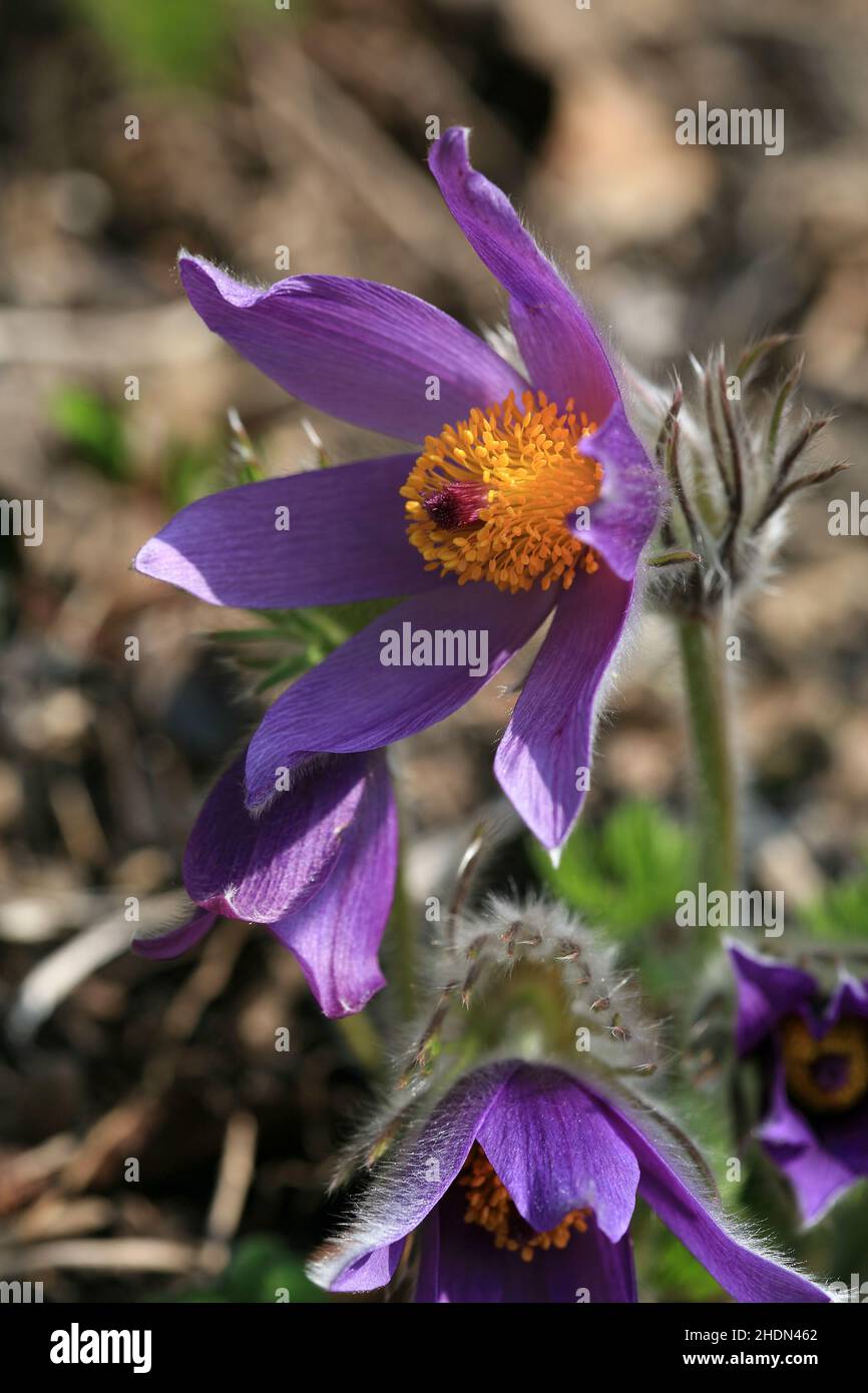 Fiore di anemone di mucca immagini e fotografie stock ad alta ...