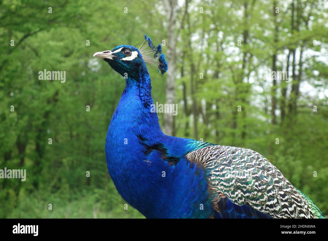 I colori dei pavoni immagini e fotografie stock ad alta risoluzione - Alamy