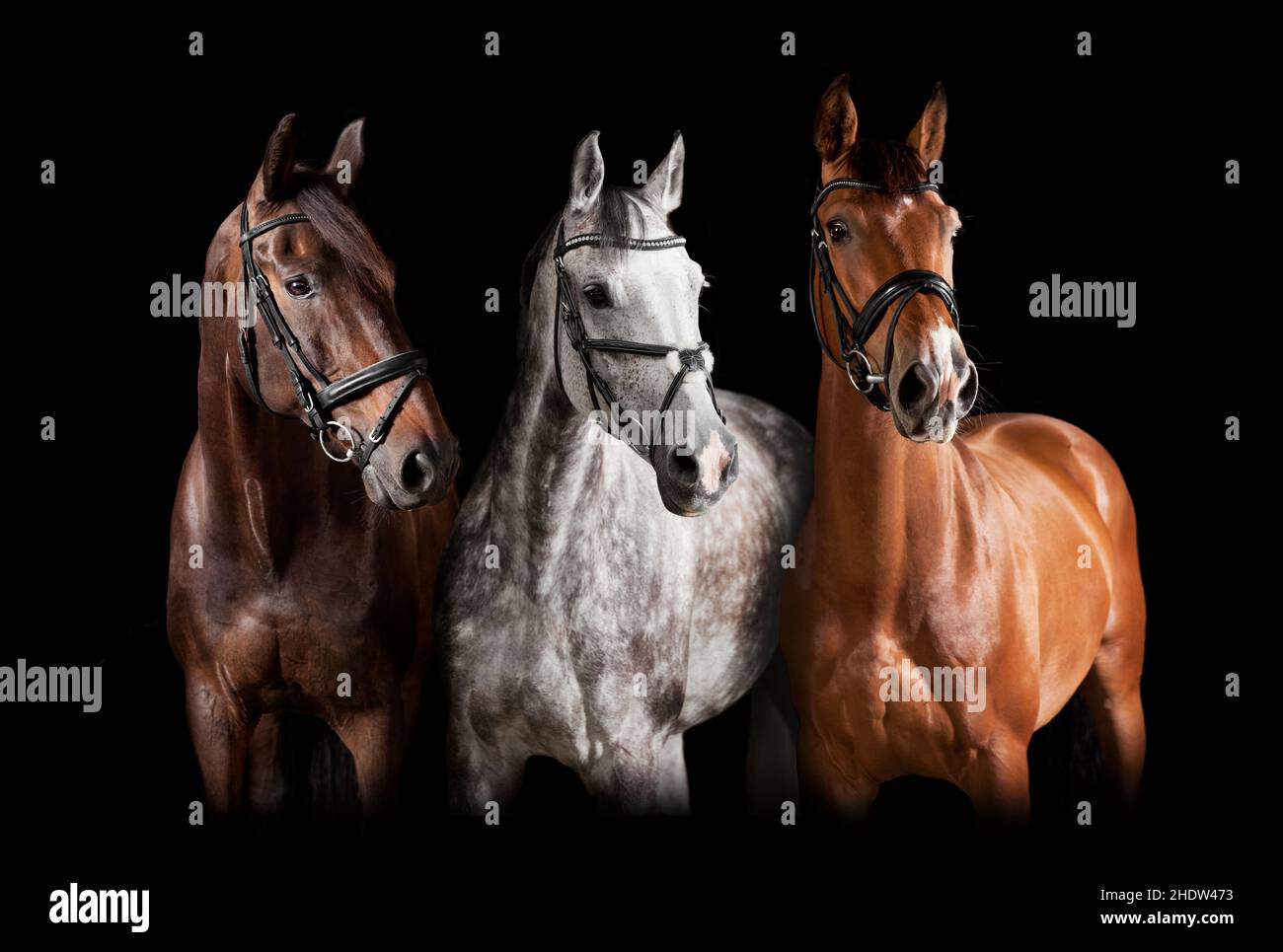 Cavallo in sfondo nero immagini e fotografie stock ad alta risoluzione ...