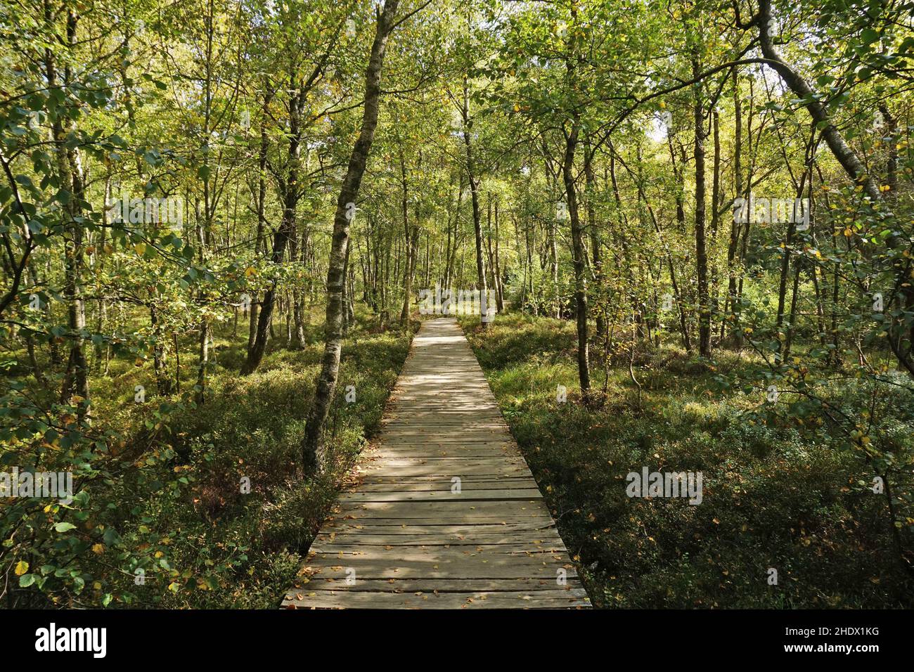 Brughiera nera immagini e fotografie stock ad alta risoluzione - Alamy