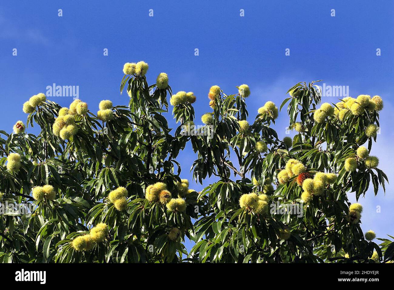 Albero di castagno da colorare immagini e fotografie stock ad alta ...