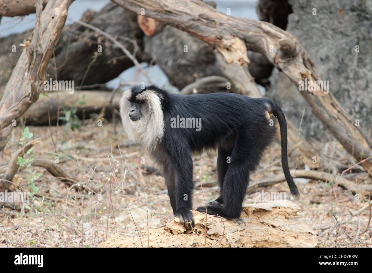 Macaco dalla coda di leone in albero immagini e fotografie stock ad ...