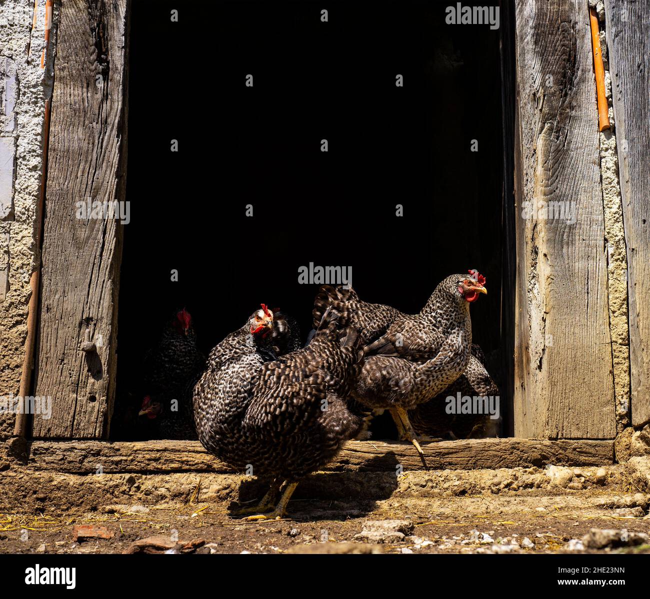 Dar da mangiare ai polli immagini e fotografie stock ad alta ...