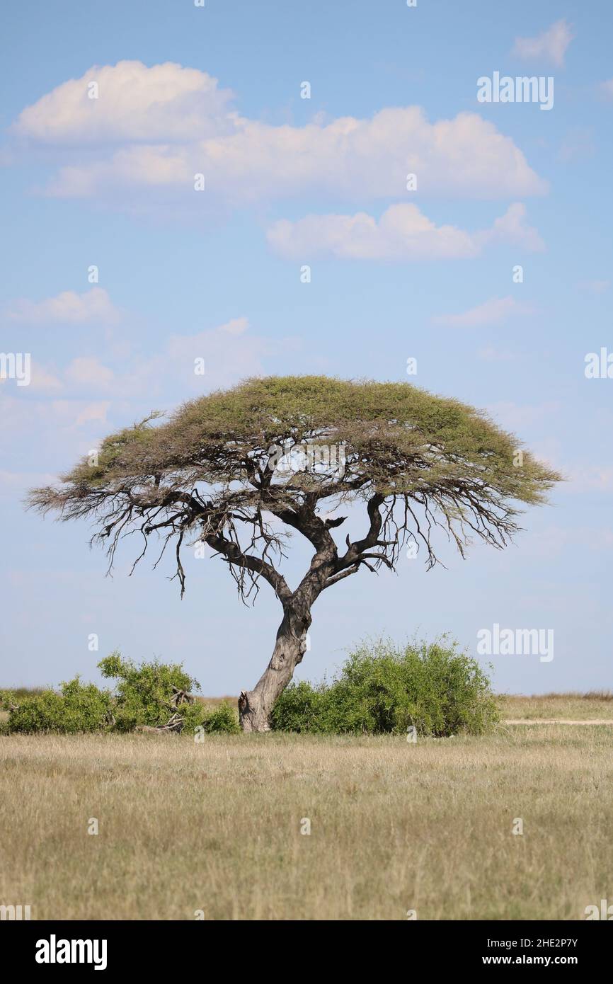 Acacia savana immagini e fotografie stock ad alta risoluzione - Alamy