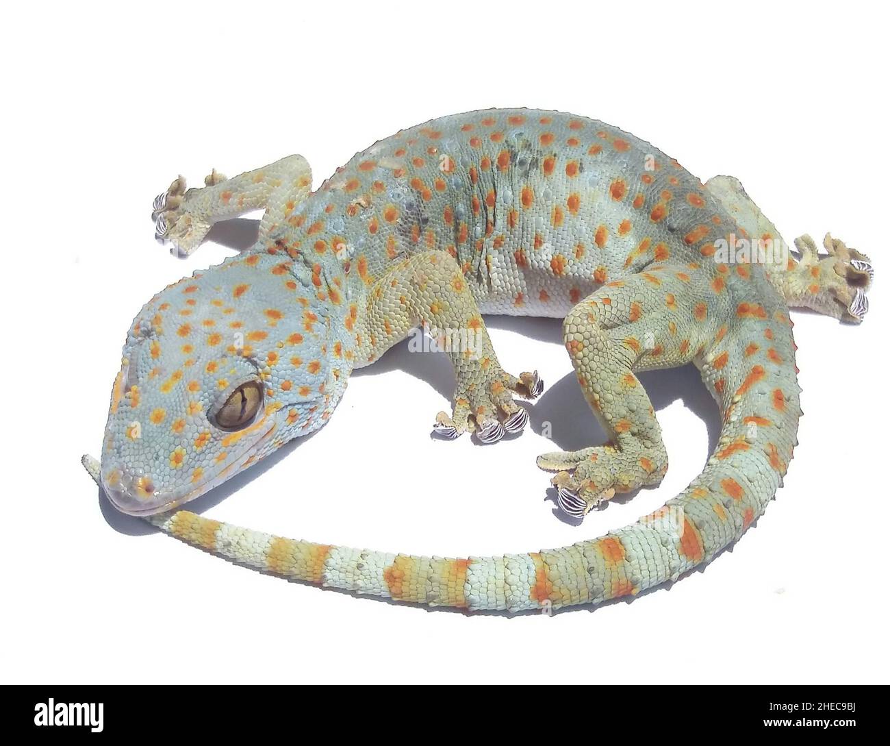 Icona di geco immagini e fotografie stock ad alta risoluzione - Alamy