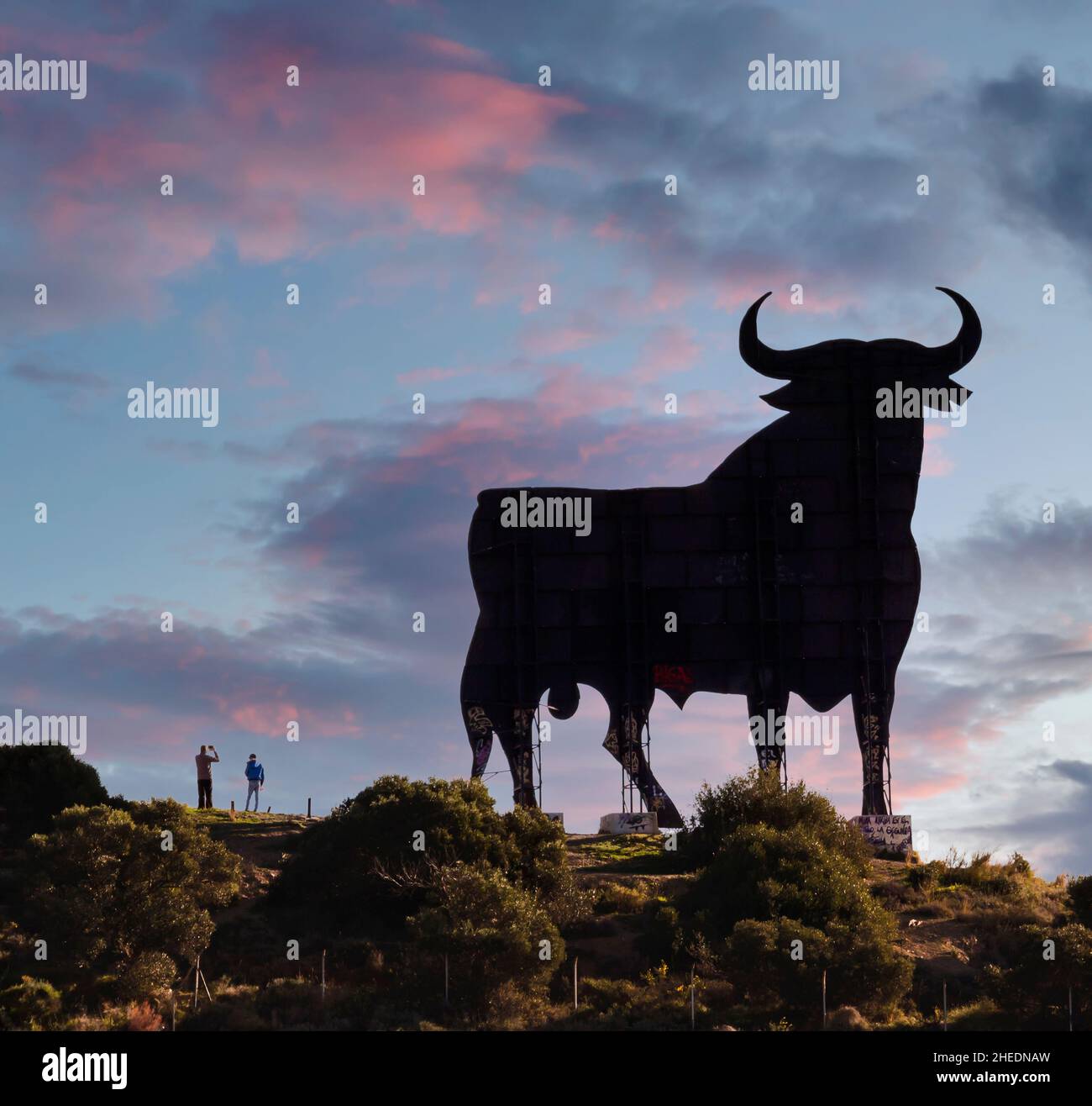Emblema del toro immagini e fotografie stock ad alta risoluzione - Alamy