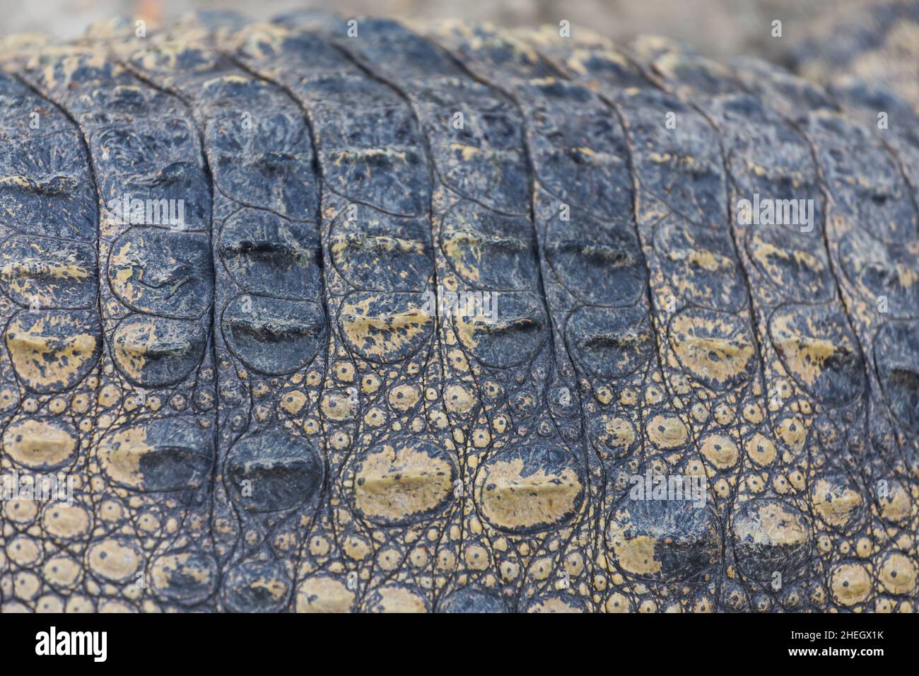 Crocodile skin texture immagini e fotografie stock ad alta risoluzione ...
