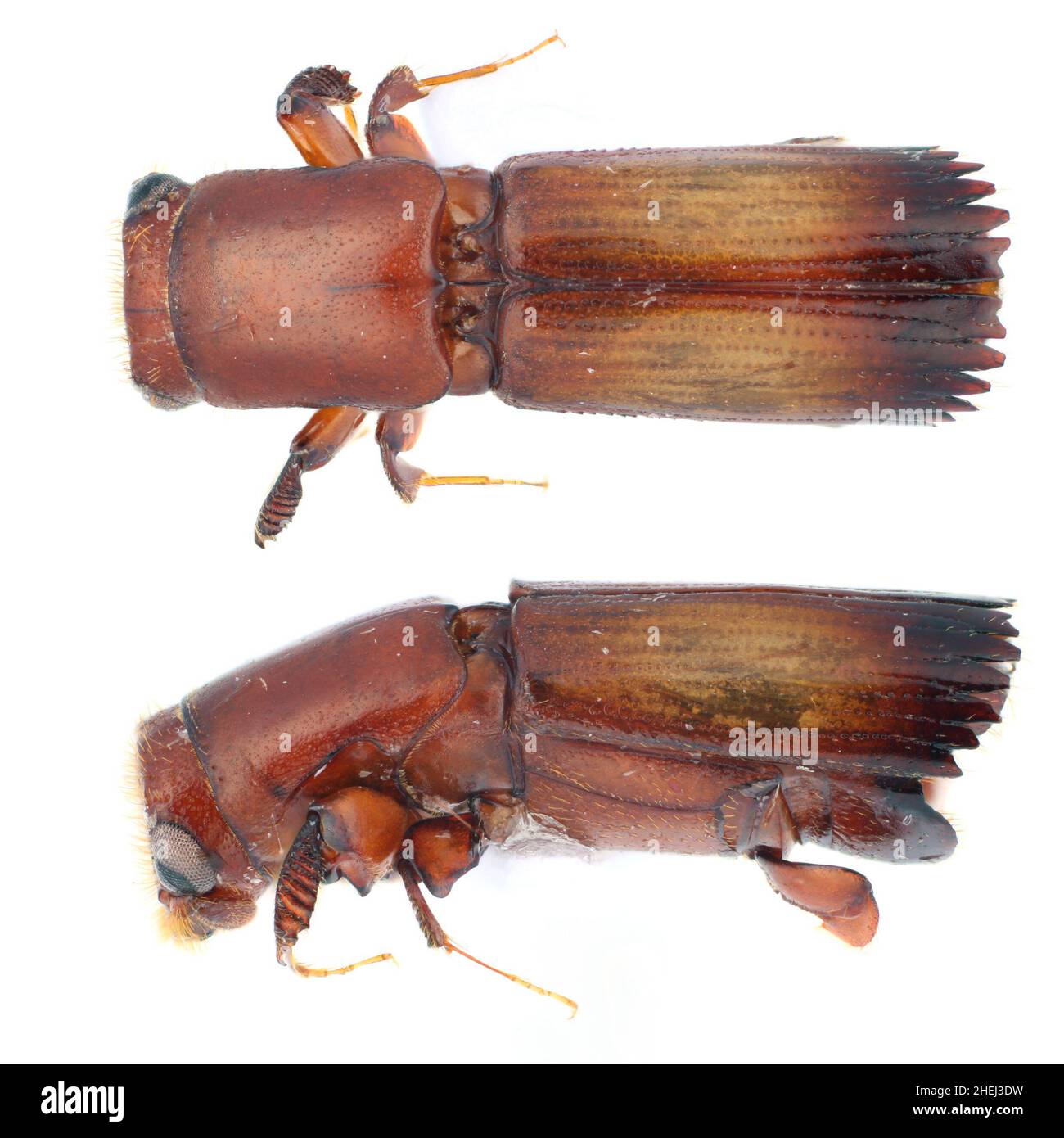 Coleoptera insect microscope immagini e fotografie stock ad alta ...