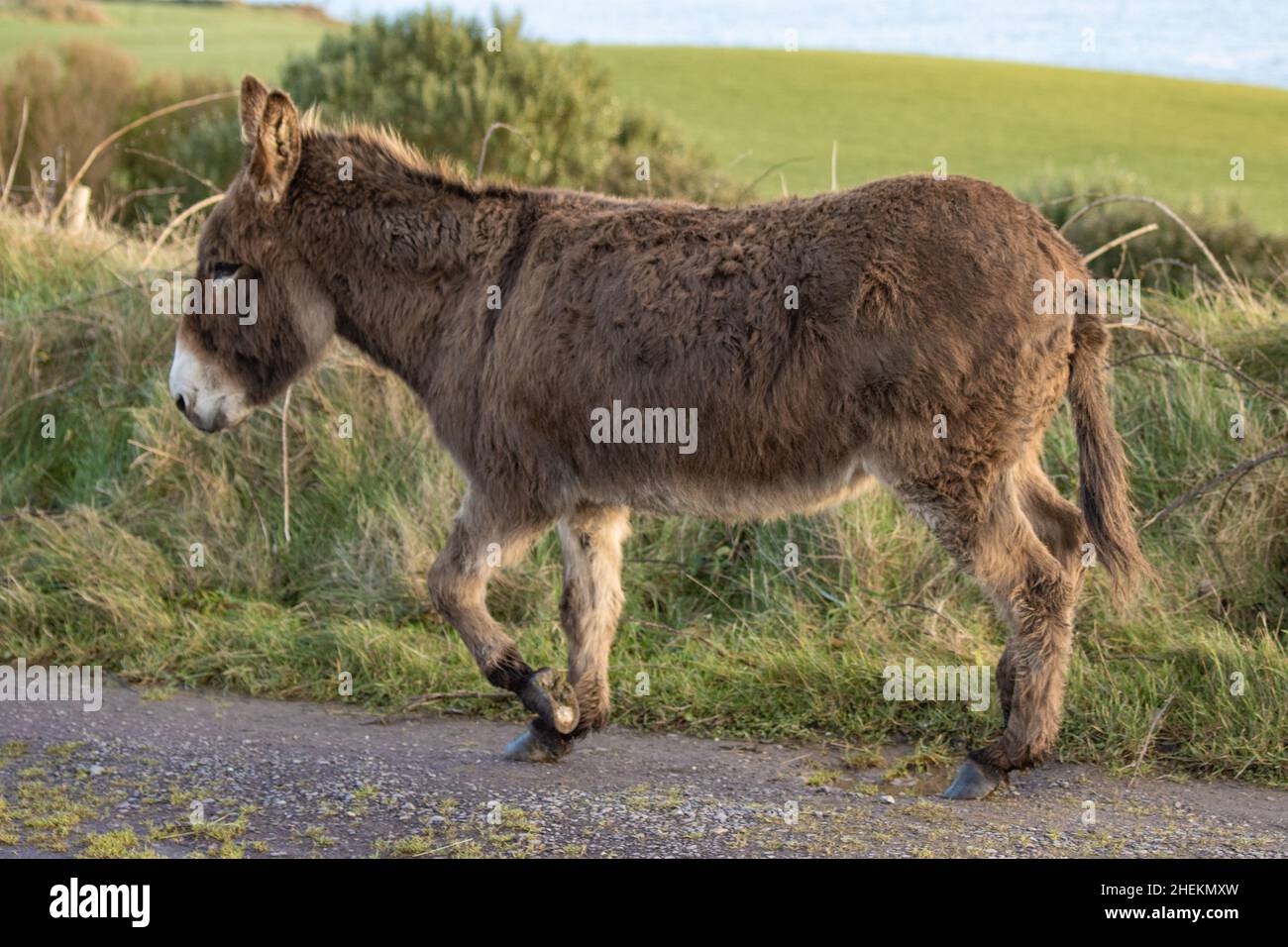Famiglia sugli asini immagini e fotografie stock ad alta risoluzione ...
