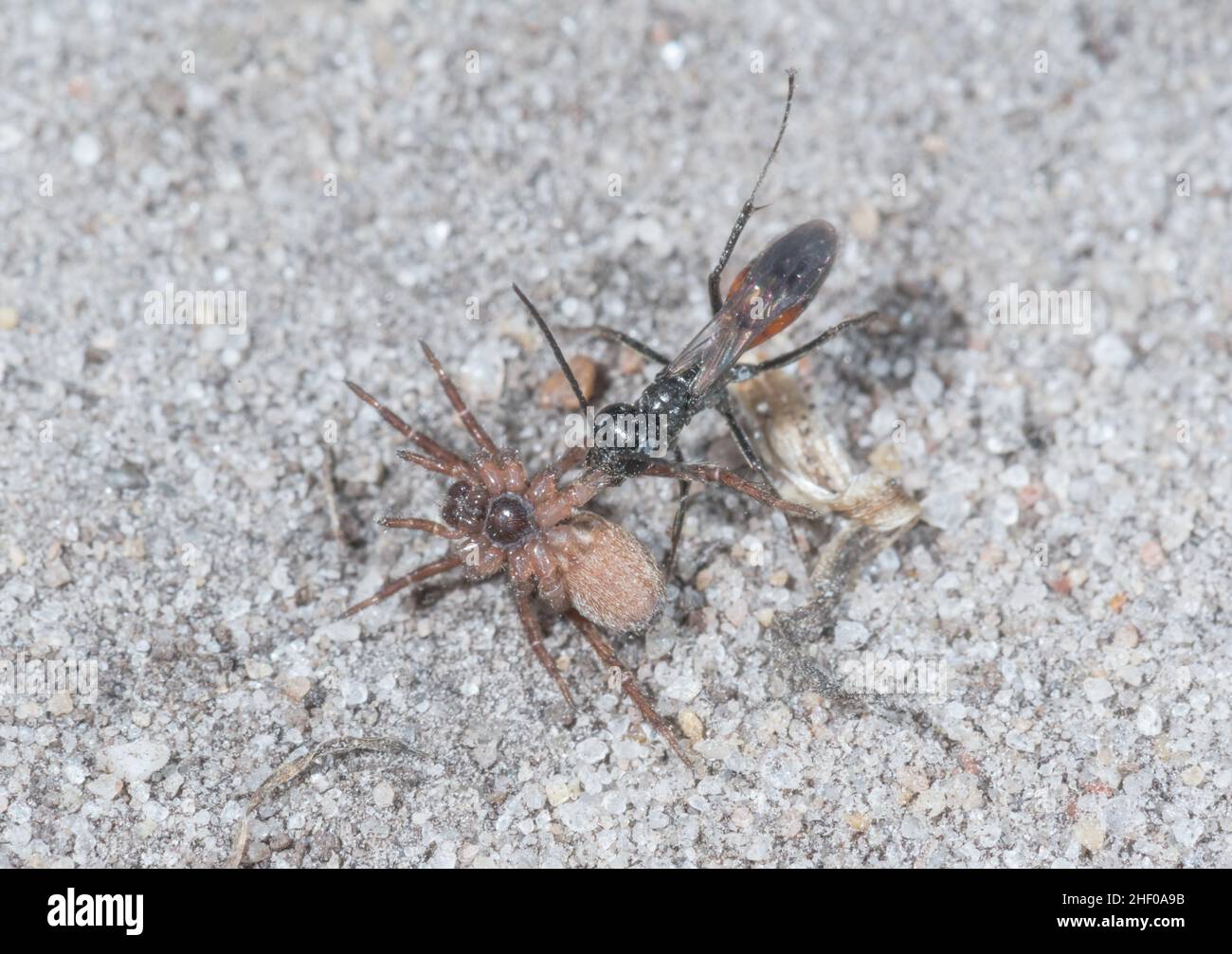 Vespa pompilida immagini e fotografie stock ad alta risoluzione - Alamy