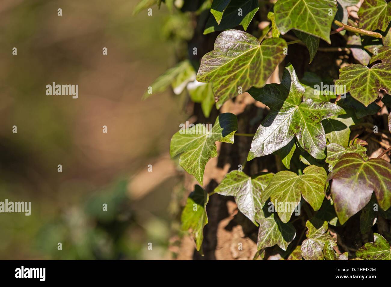 Pianta di edera sull'albero immagini e fotografie stock ad alta ...