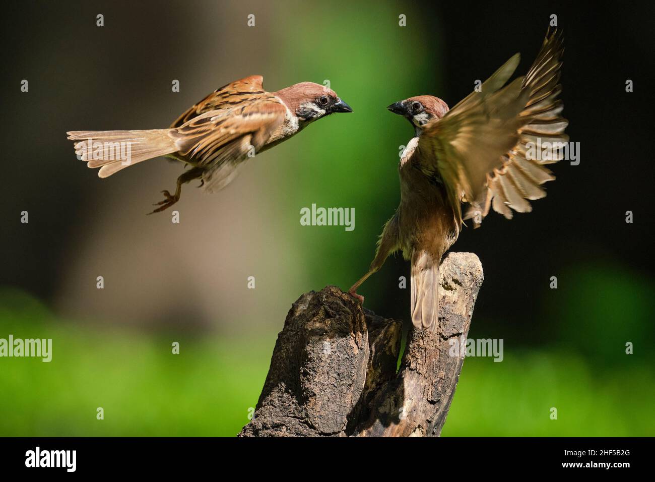 Passeri che combattono immagini e fotografie stock ad alta risoluzione ...