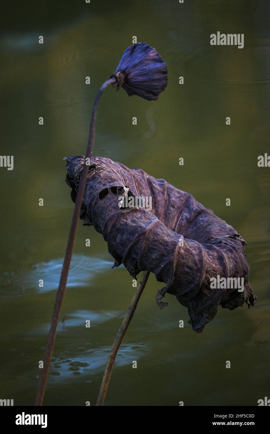 Arte del loto immagini e fotografie stock ad alta risoluzione - Alamy